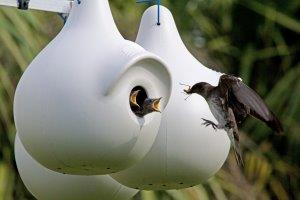 134+ purple martin babies at Gallant Farm - Preservation Parks of ...