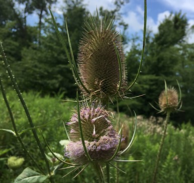 Of chicory, clover and teasel: Our lovely roadside "weeds ...