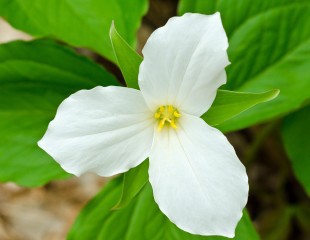 It's Trillium Time! - Preservation Parks of Delaware County