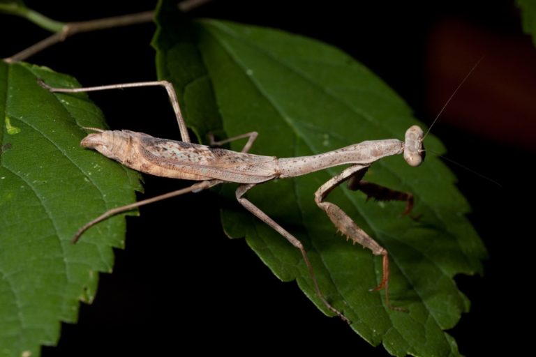Mantis Mayhem Preservation Parks Of Delaware County mantis-mayhem-preservation-parks-of-delaware-county