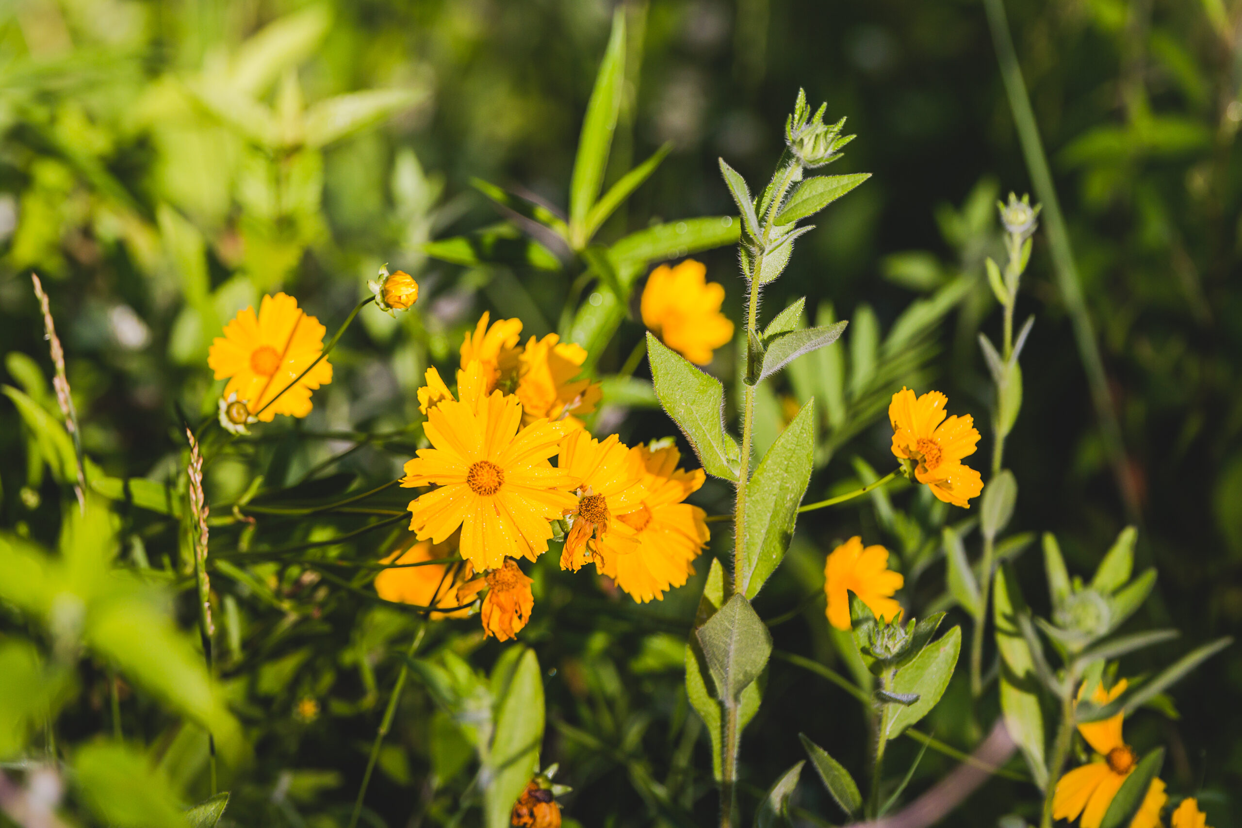 Preservation Parks Foundation - Preservation Parks of Delaware County